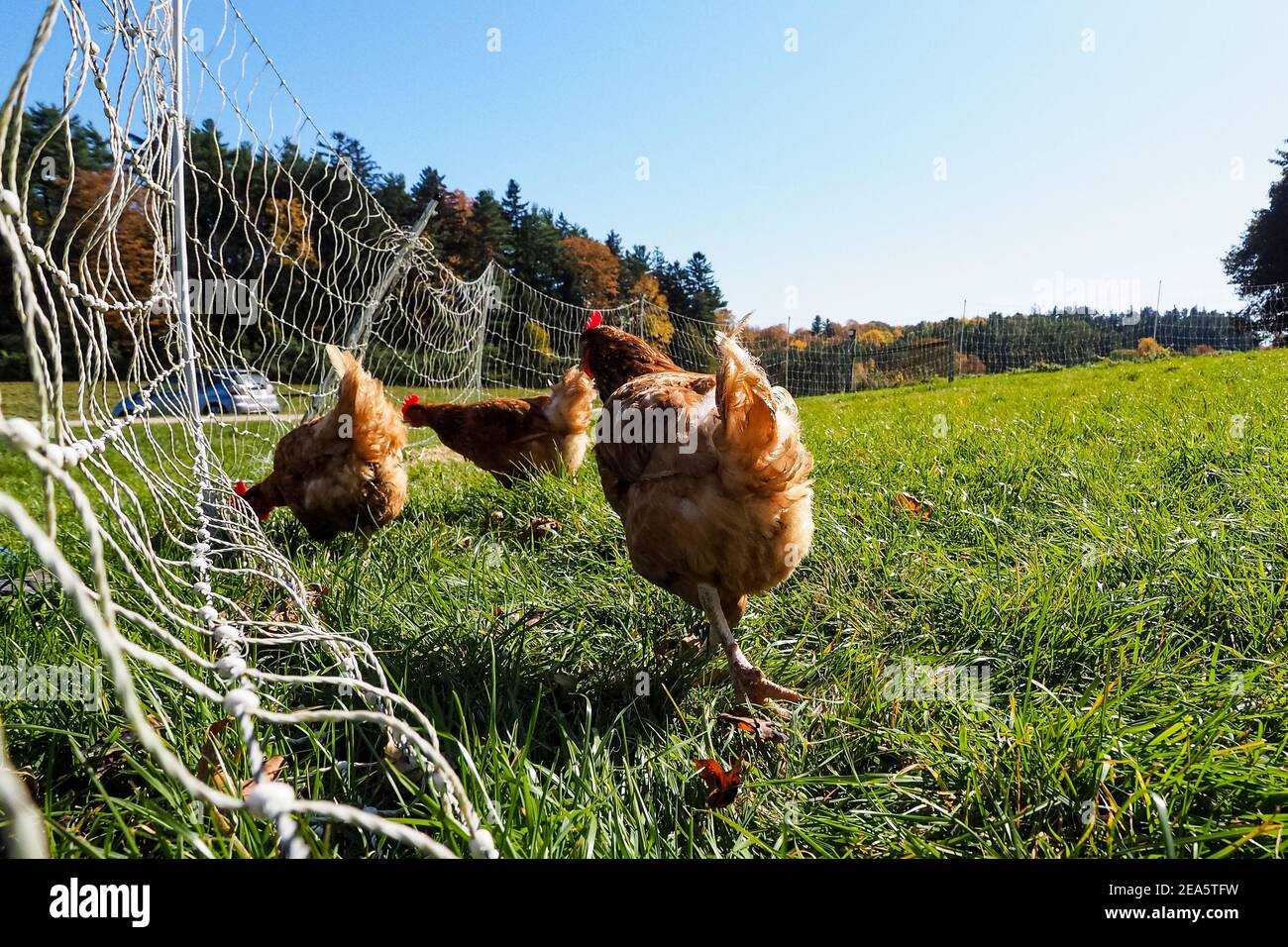 Wide angle dramatic authentic closeup of a brown and red rooster on ...