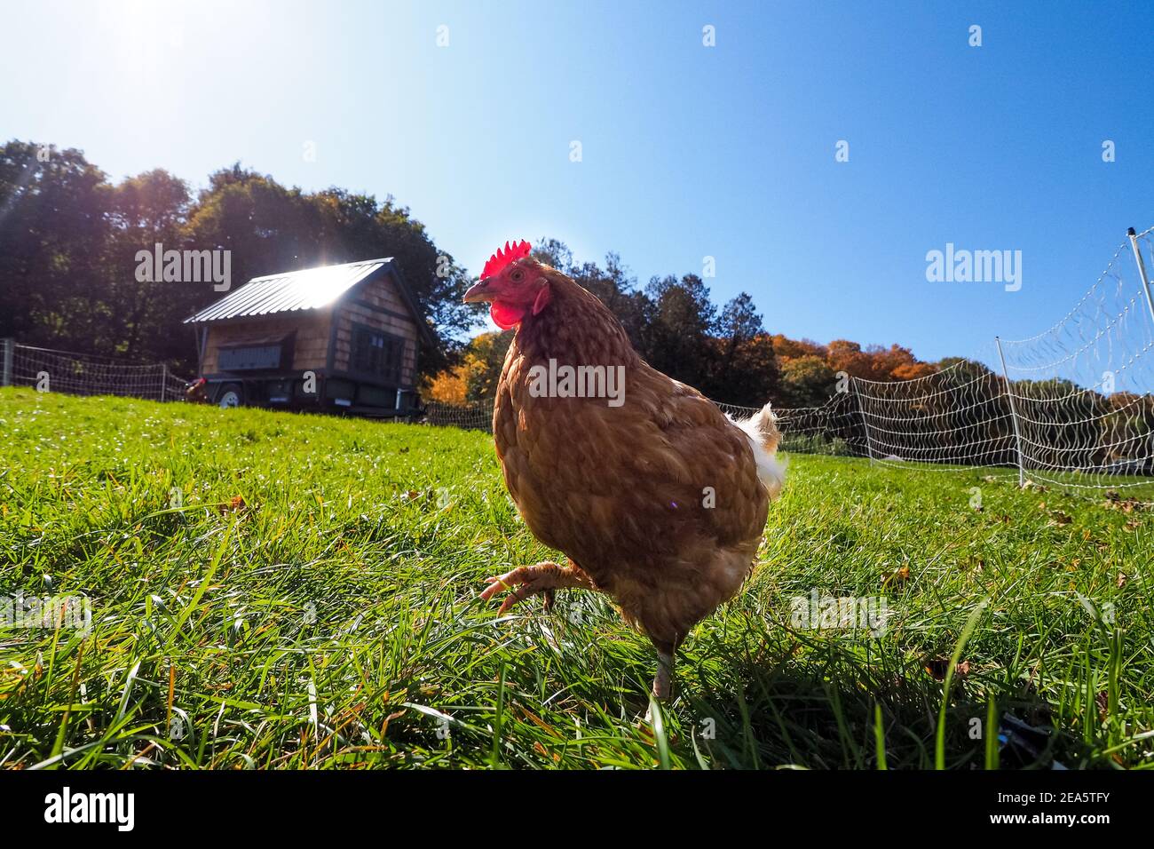 Wide angle closeup of a a brown and red rooster on grass field, barn in ...