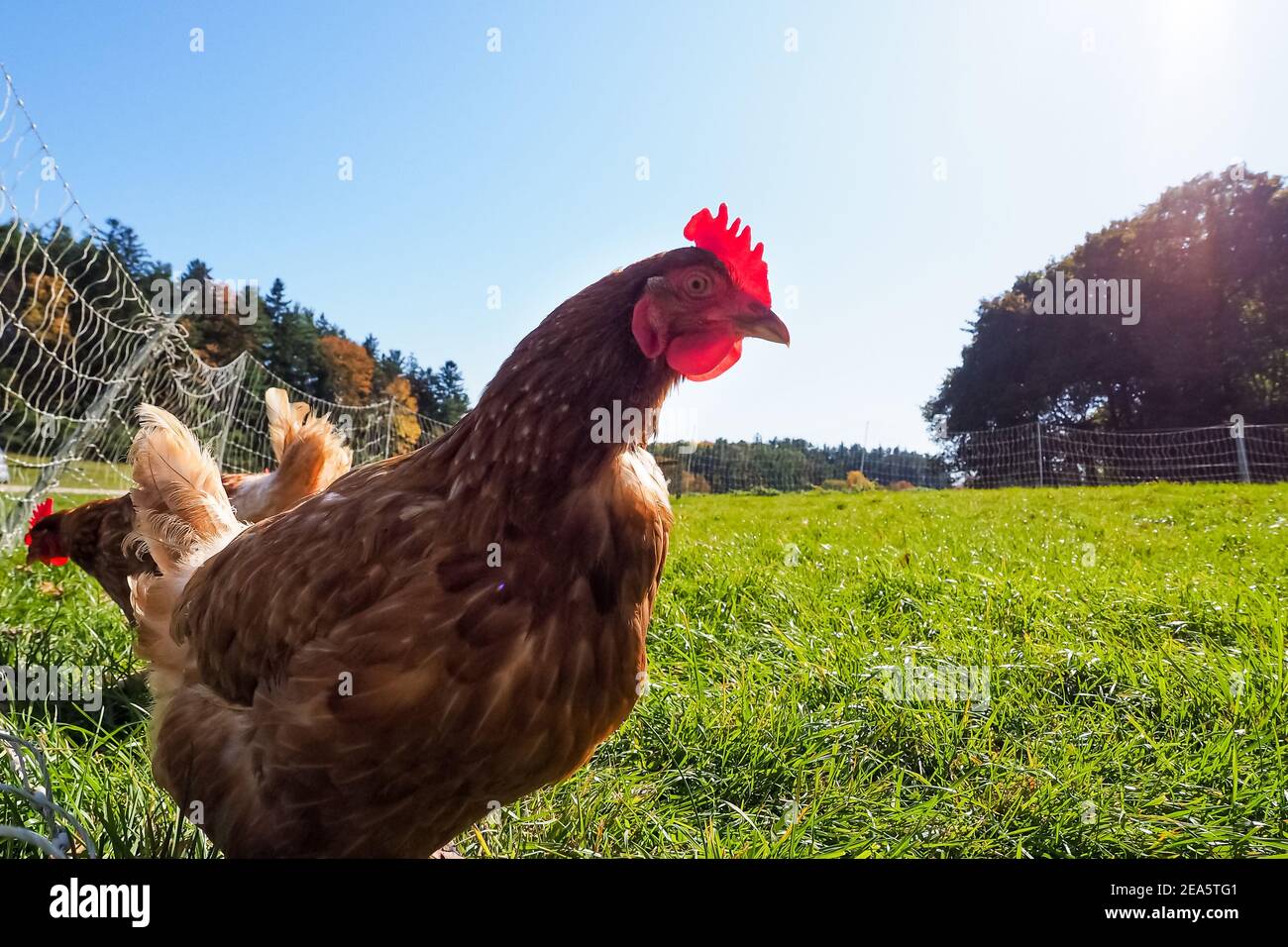 Wide angle dramatic authentic closeup of a brown and red rooster on ...
