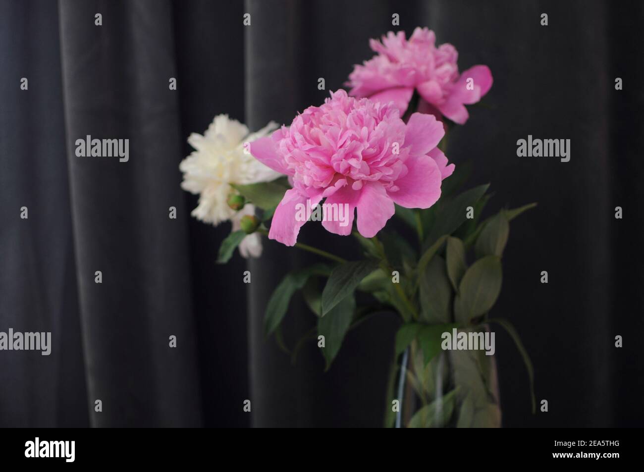 Flourished peonies in vase on dark grey background. Blooming flower ...