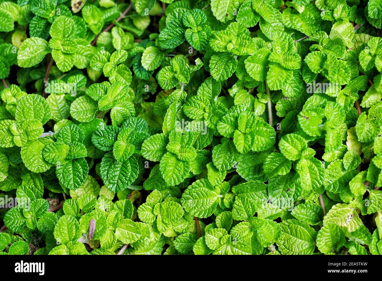 Peppermint texture hi-res stock photography and images - Alamy