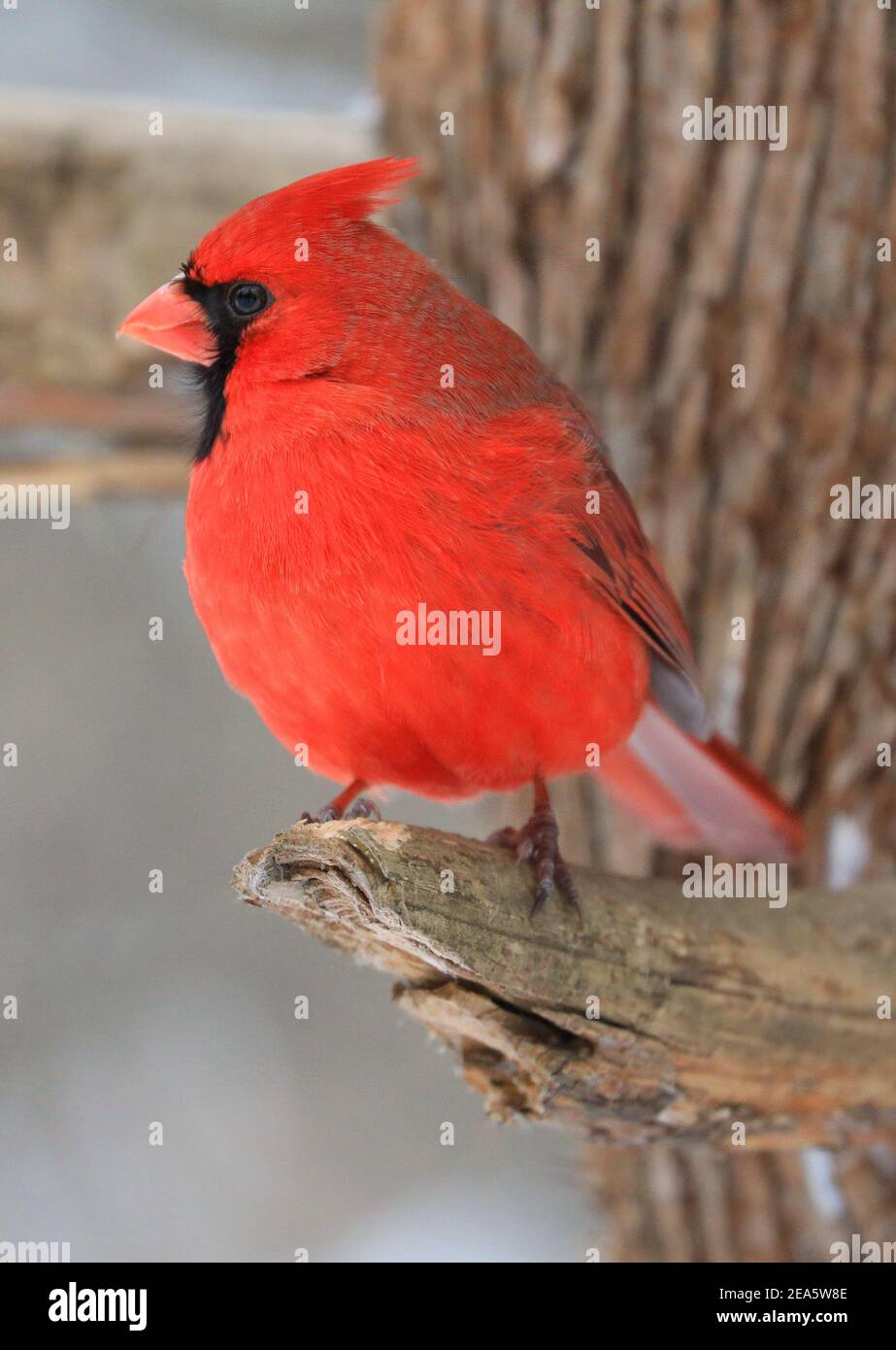 One northern cardinal hi-res stock photography and images - Alamy