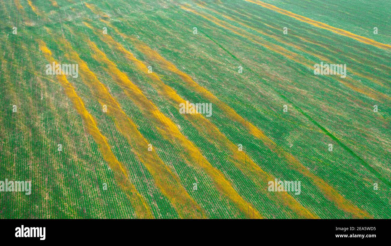 Areas of legumes damaged by improper fertilization Stock Photo - Alamy