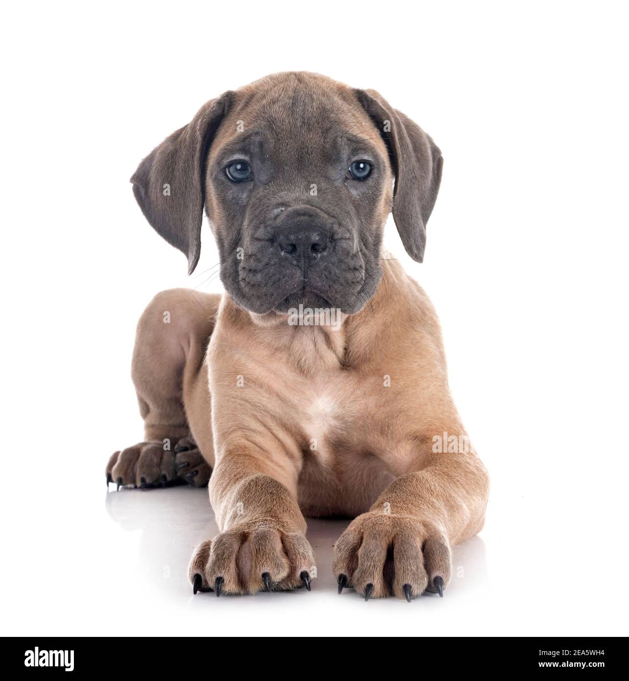 puppy italian mastiff in front of white background Stock Photo - Alamy