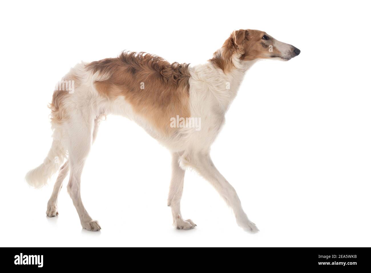 young borzoi in front of white background Stock Photo - Alamy
