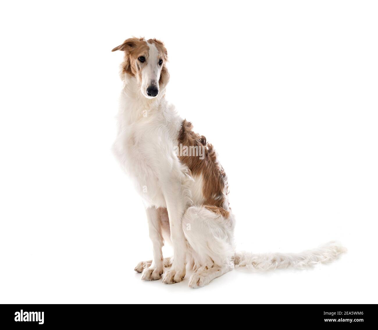 young borzoi in front of white background Stock Photo - Alamy