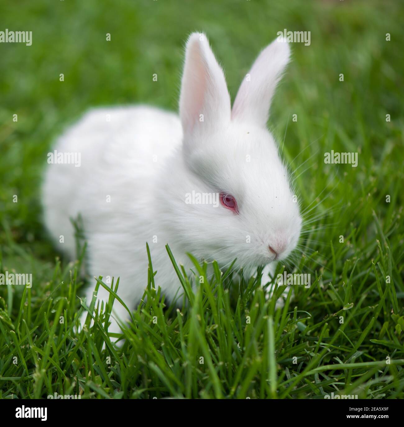 Rabbit in spring hi-res stock photography and images - Alamy