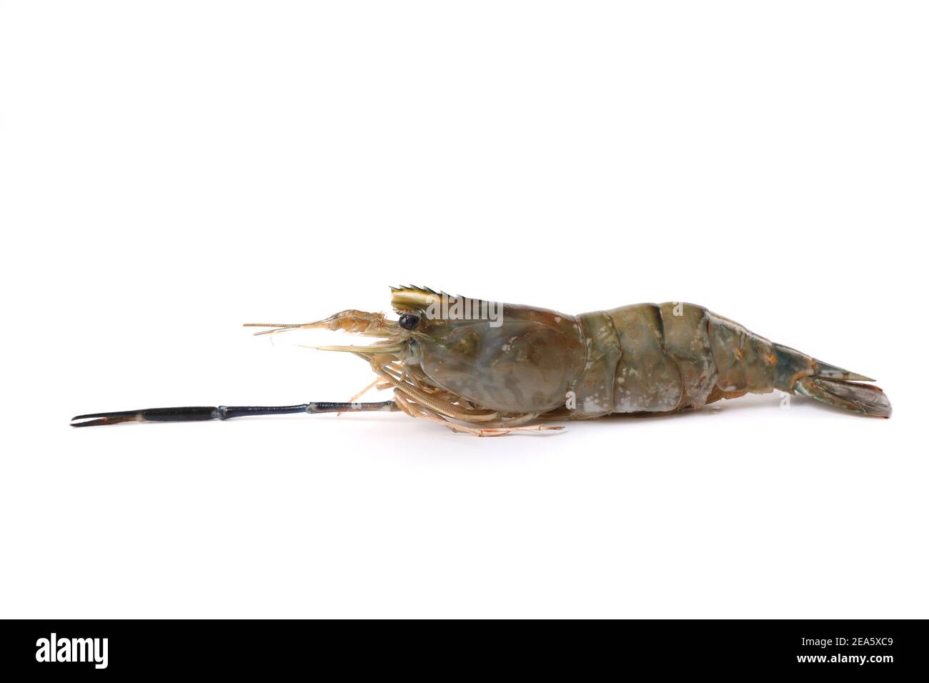 White baackground Cut Out Stock Images & Pictures - Alamy