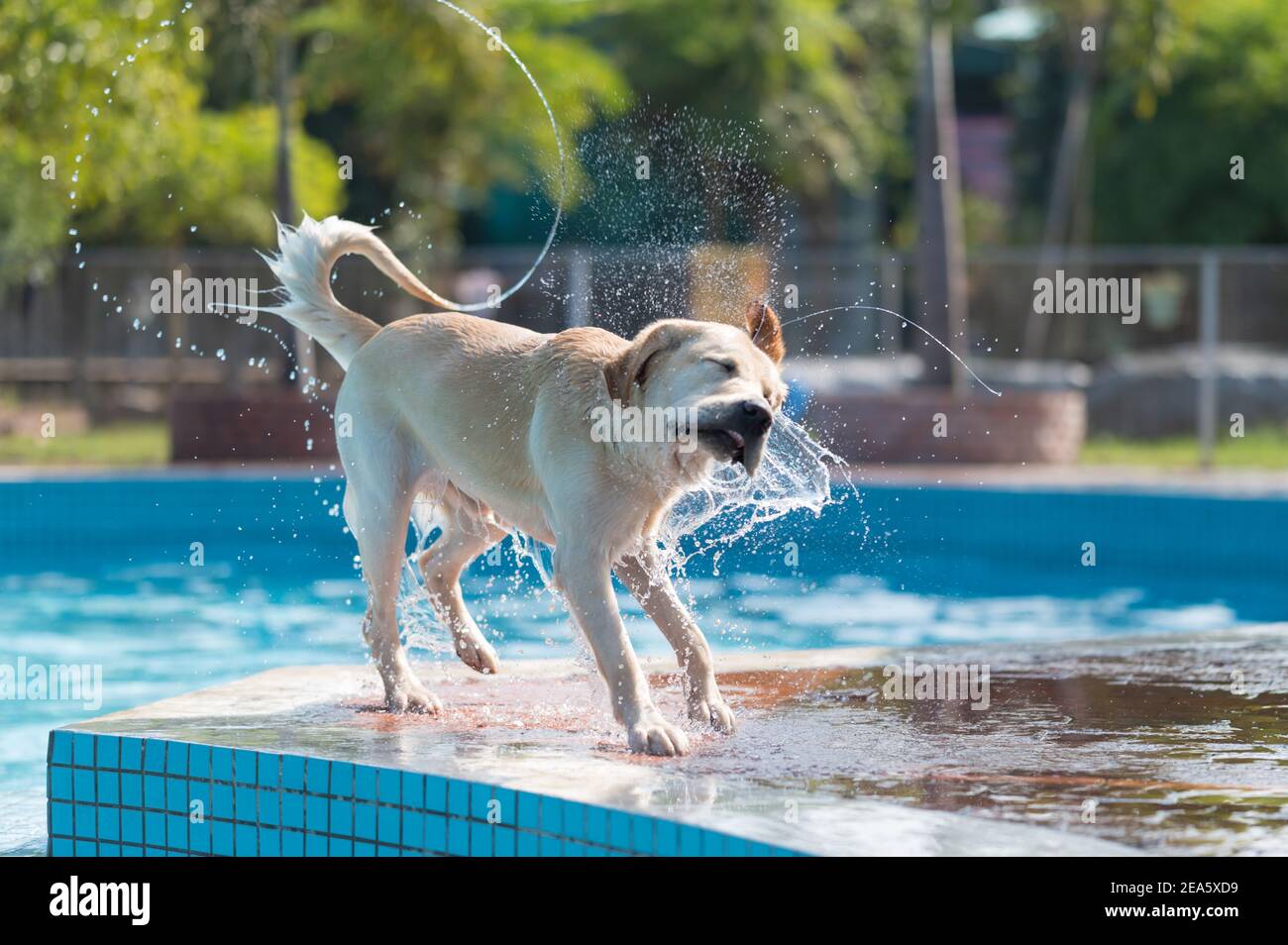 Labrador retriever playing in the pool Stock Photo - Alamy