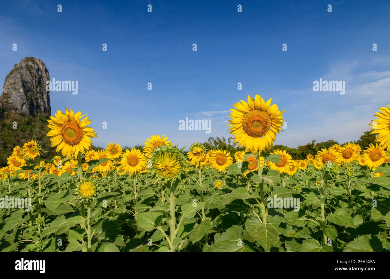 Beautiful sunflower field on summer with big mountain and blue sky at ...