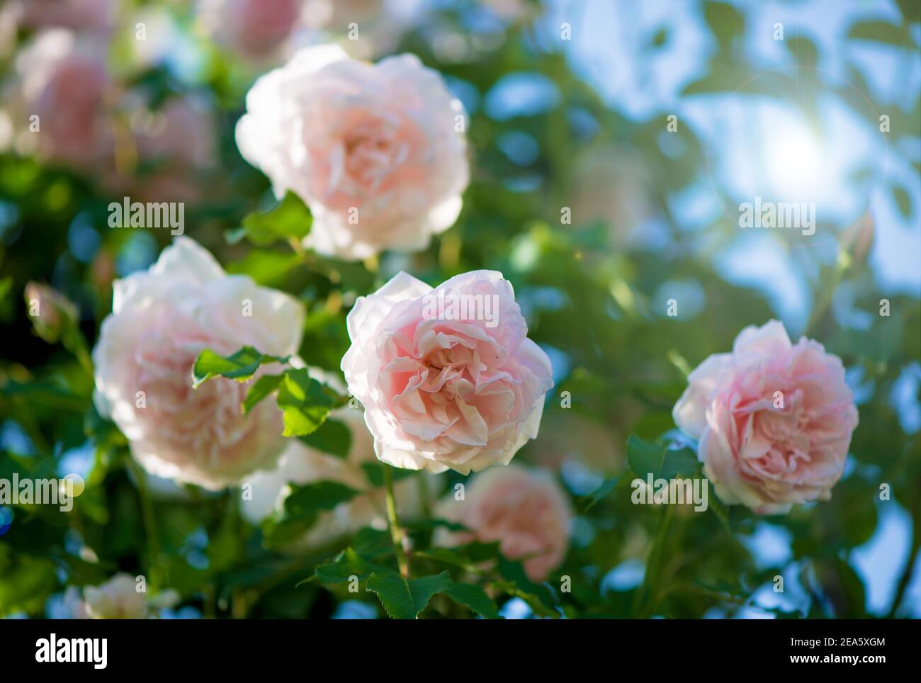Prague red roses hi-res stock photography and images - Alamy