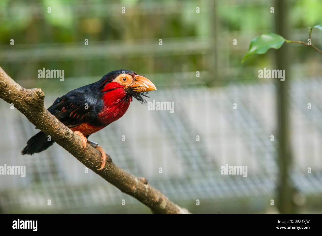 The bearded barbet (Lybius dubius) is an African barbet. The barbets ...