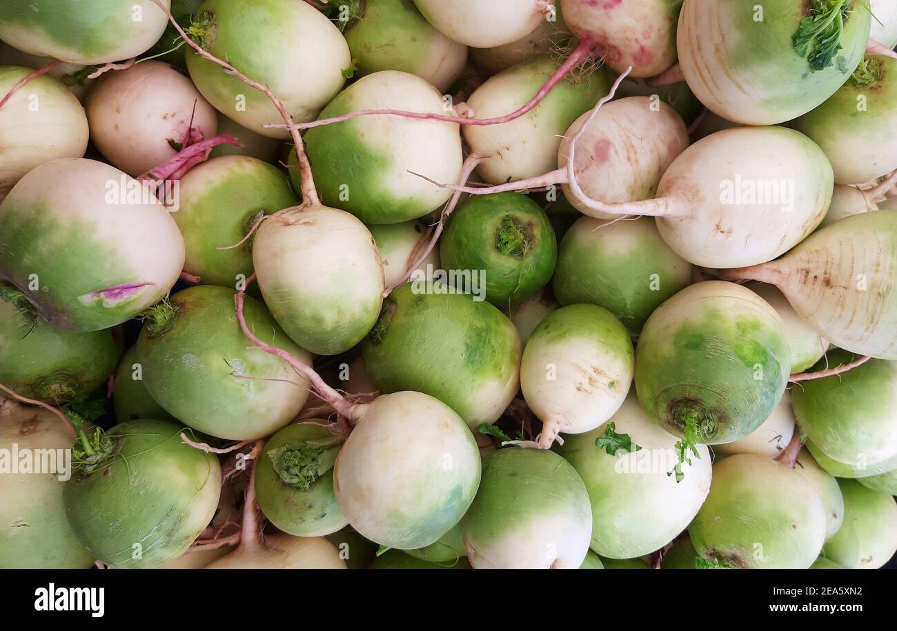 Fresh pink watermelon radish background, closeup from a bird's eye view ...
