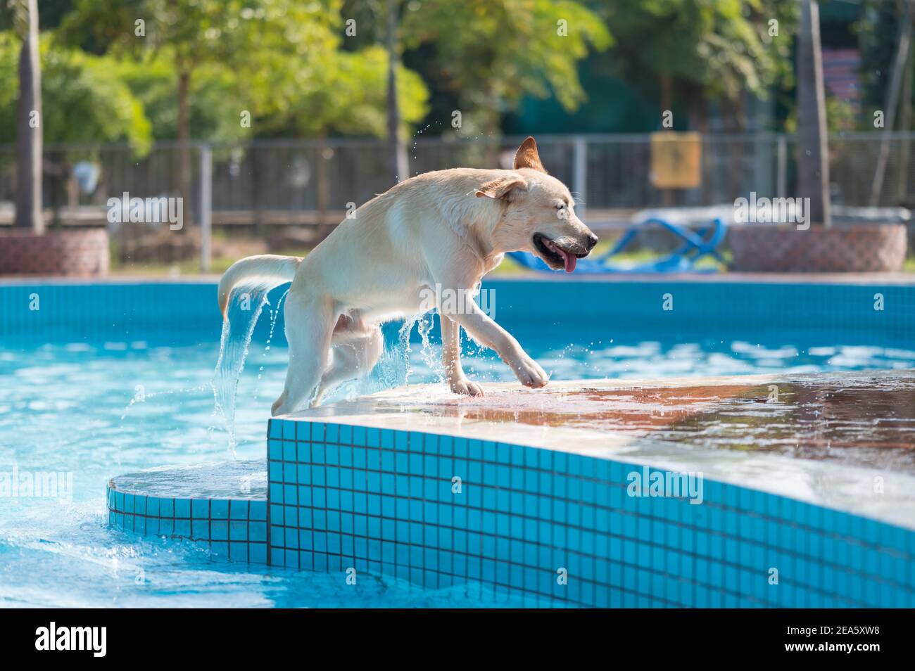 Labrador retriever playing in the pool Stock Photo - Alamy