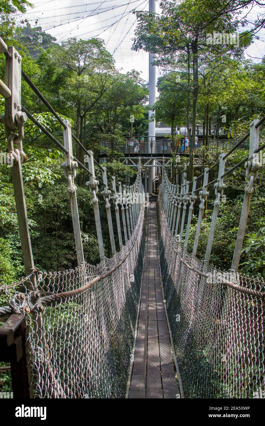 Singapore 6th Feb: the simple suspension bridge in "African treetops ...