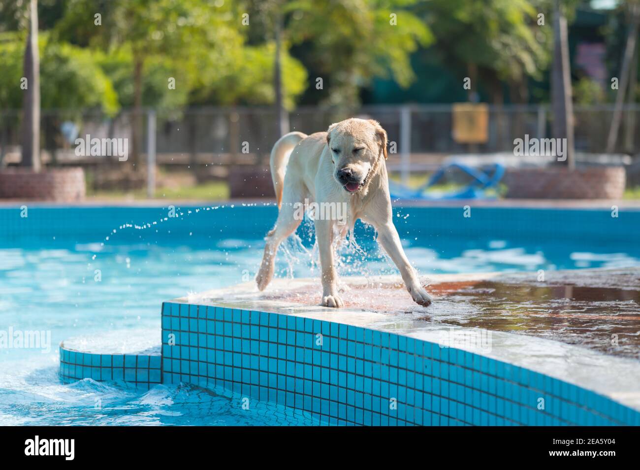 Labrador retriever playing in the pool Stock Photo - Alamy