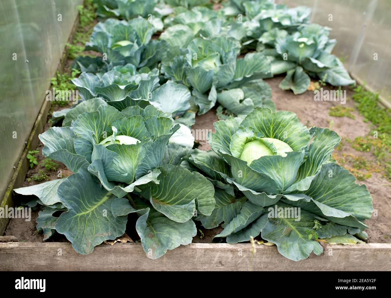 green cabbage plant field outdoor in summer agriculture vegetables Stock Photo - Alamy