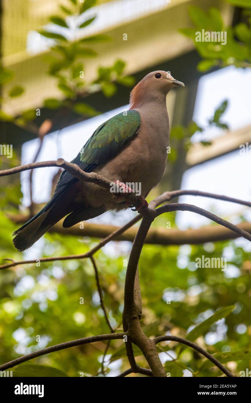 Chestnut naped imperial pigeon hi-res stock photography and images - Alamy