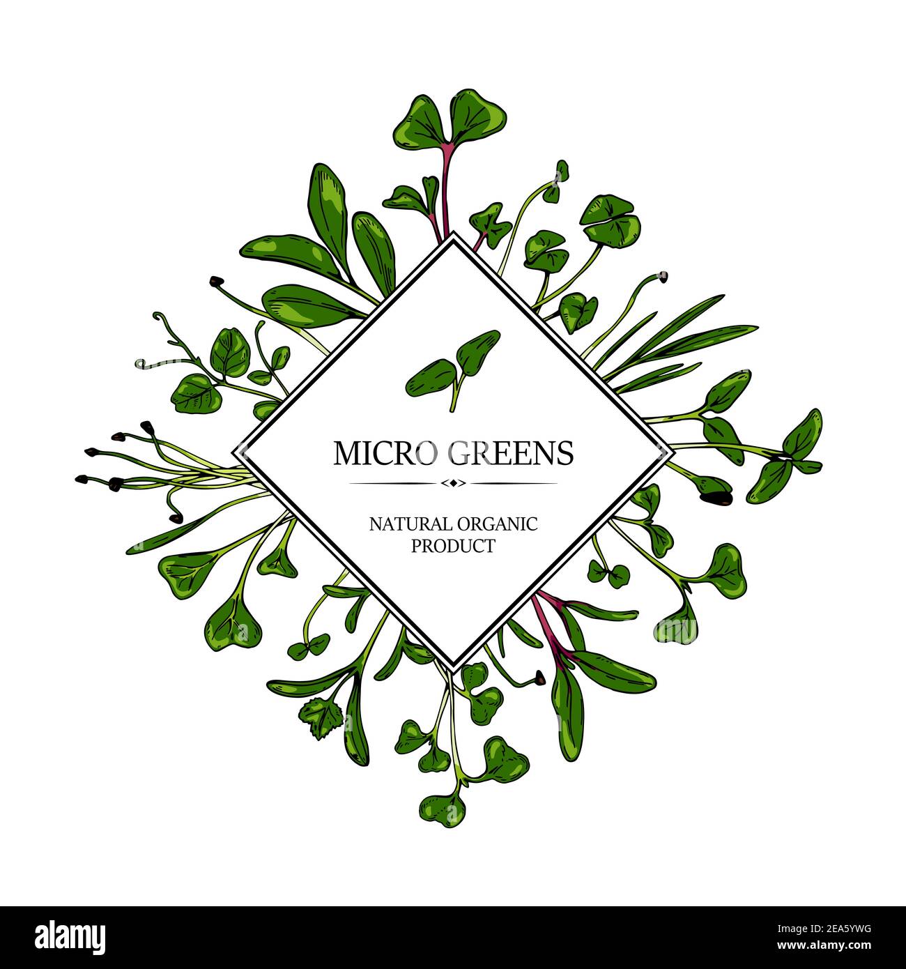 Hand drawn micro greens botany frame. Healthy vegetarian and vegan food ...