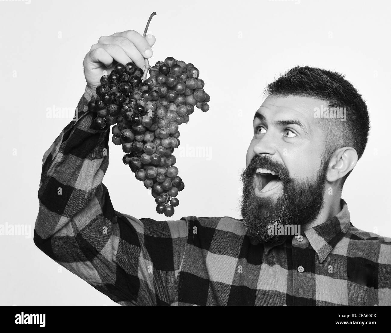 Man with beard holds bunch of purple grapes isolated on white ...