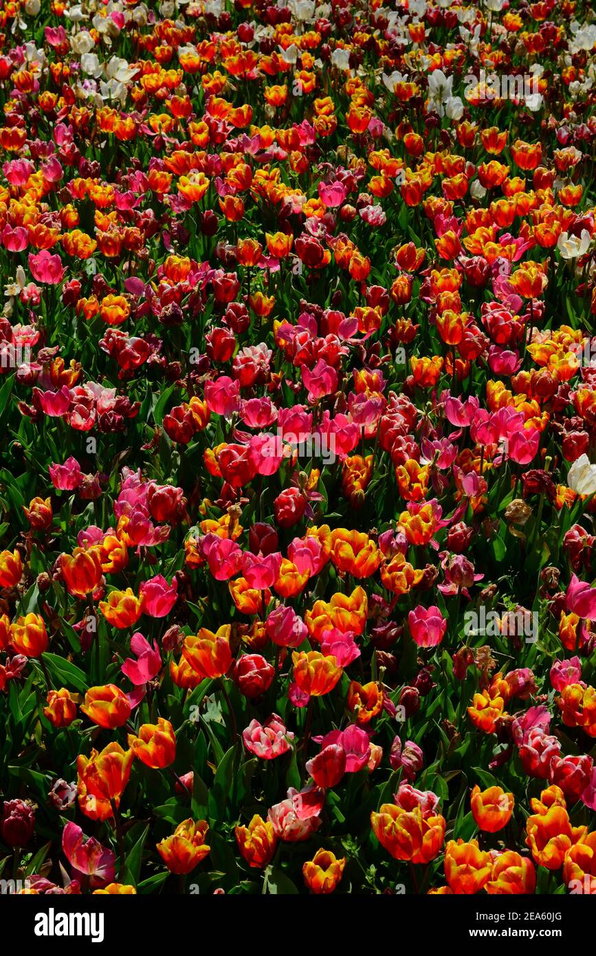 Types of colorful tulips in Gülhane Park, Turkey Stock Photo - Alamy