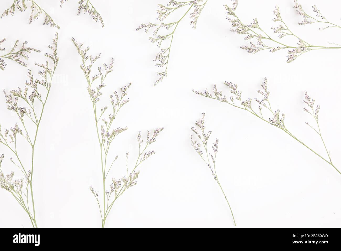 Caspia flower little purple flower plant isolated in white background ...