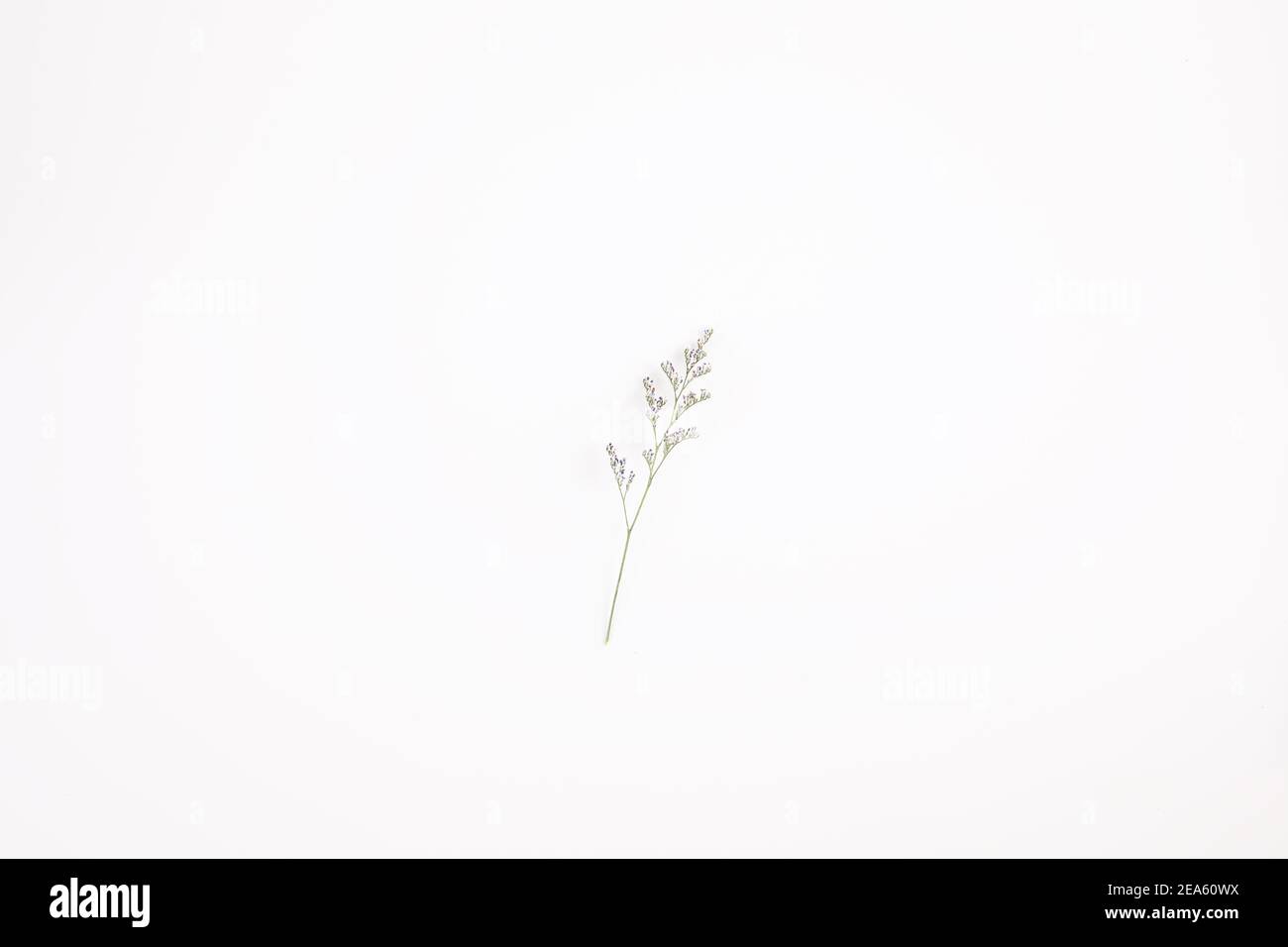 Caspia flower little purple flower plant isolated in white background ...