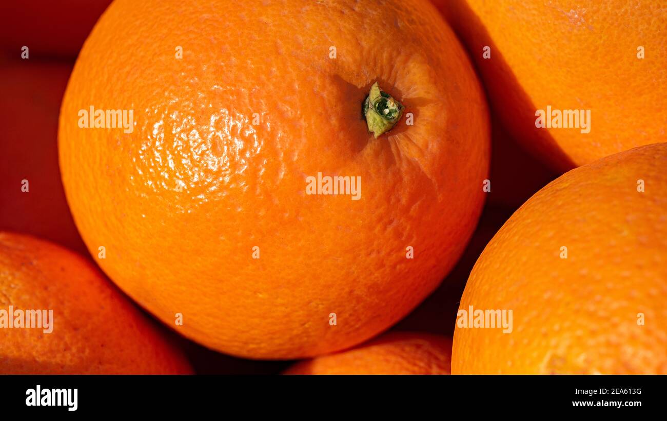 Freshly picked fresh oranges for juice or to eat as fruit Stock Photo ...