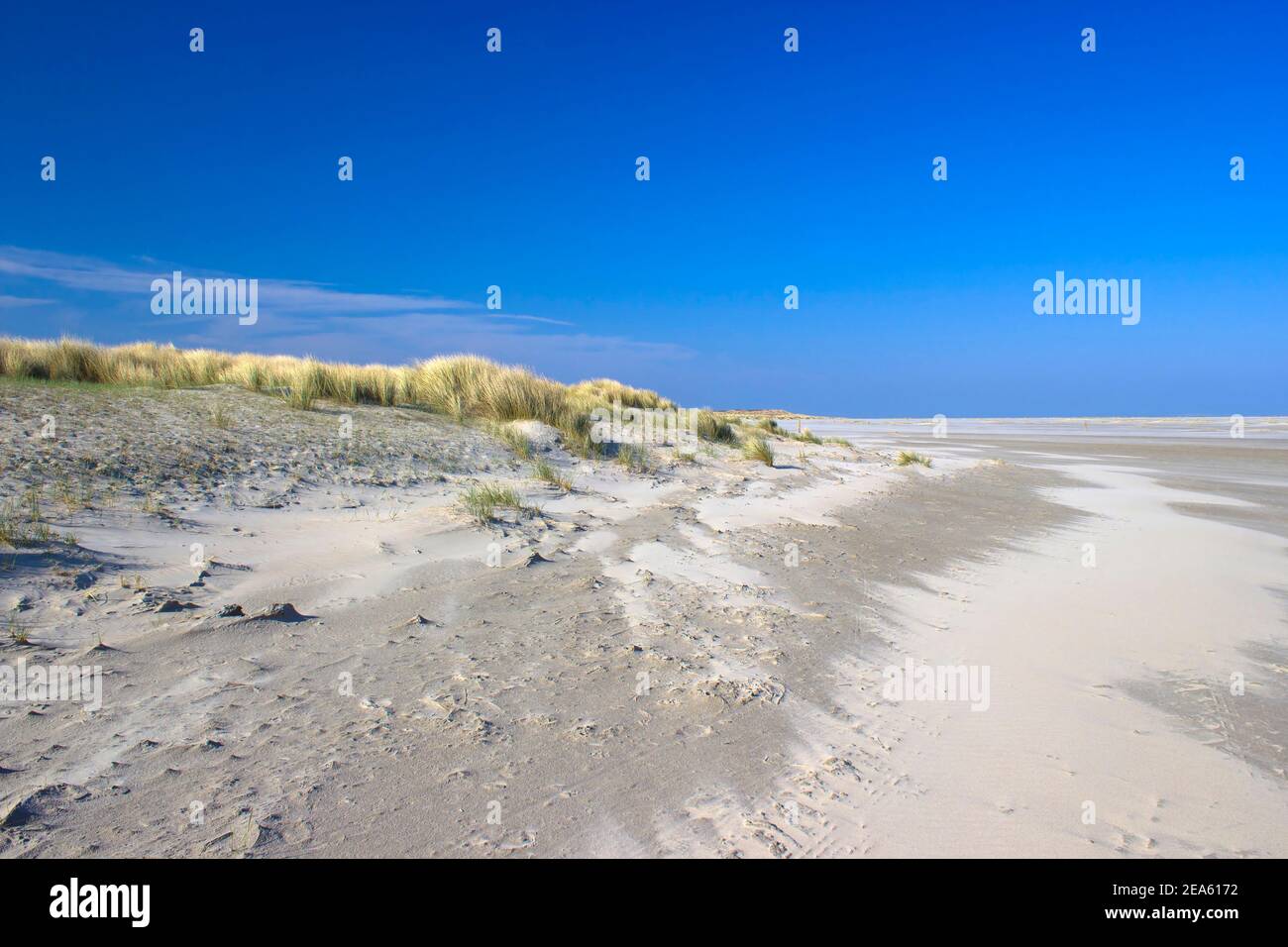 the dunes, Renesse, Zeeland, the Netherlands Stock Photo - Alamy