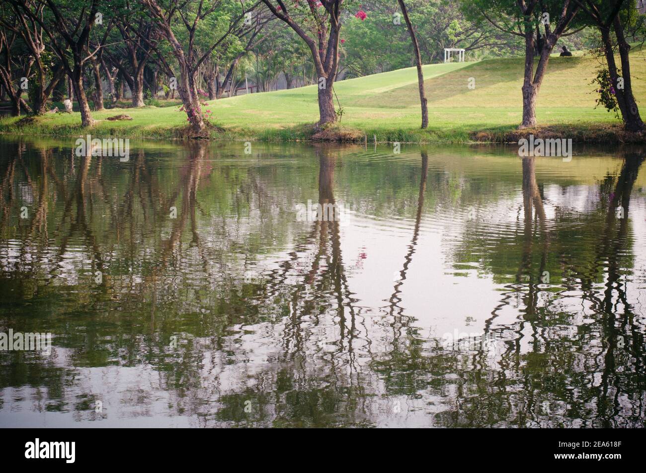 Shiny reflection of trees in water Stock Photo - Alamy