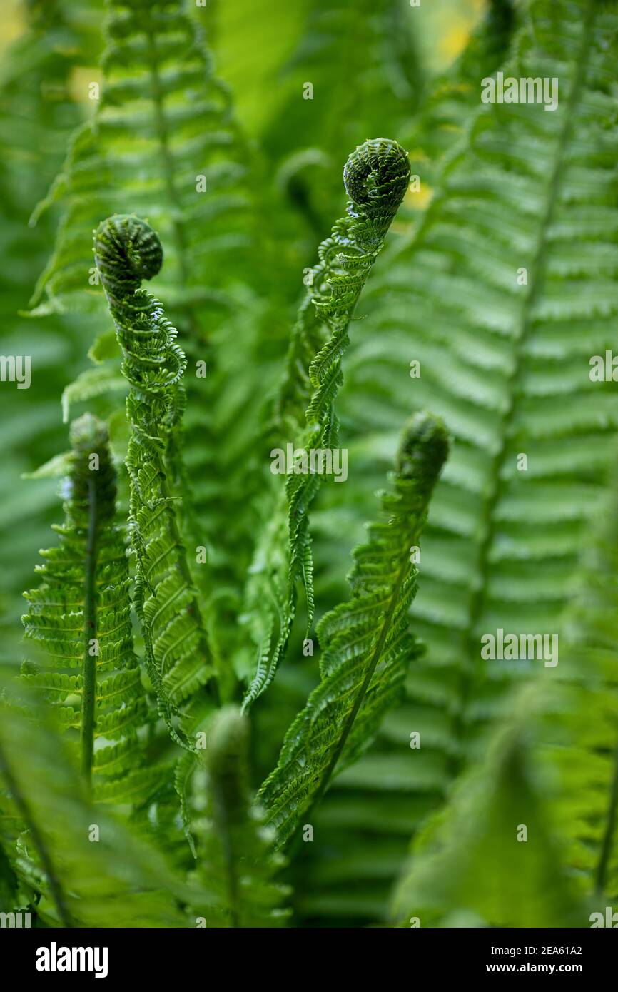 Not fully developed hi-res stock photography and images - Alamy