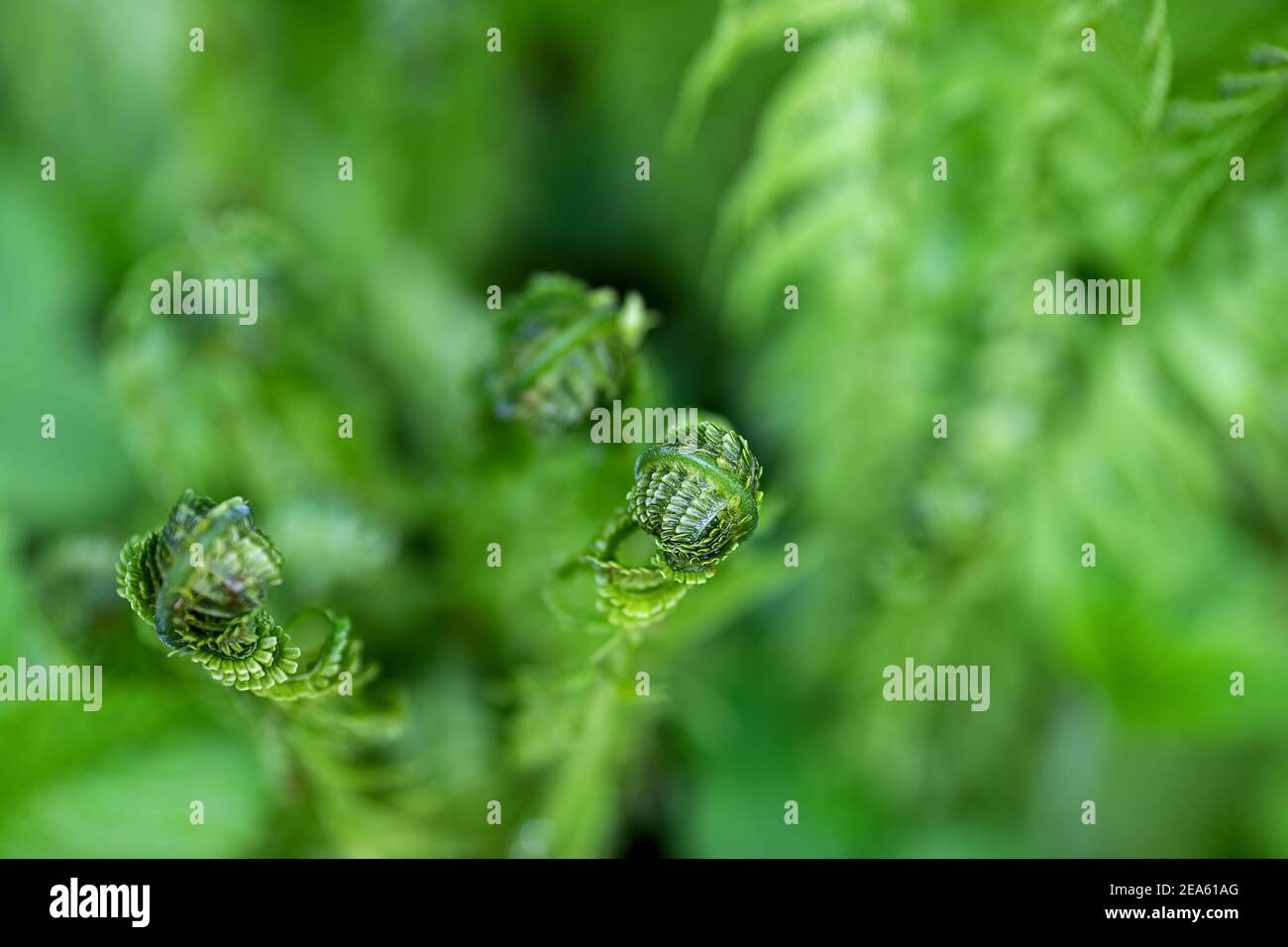 Curled fern leaf hi-res stock photography and images - Alamy