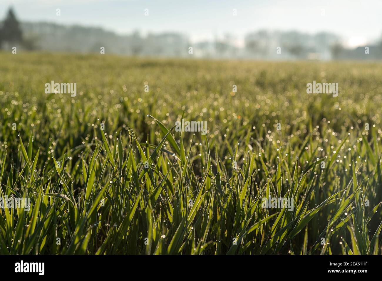 Green stalks of emerging grain with drops of morning dew. Spring in the ...