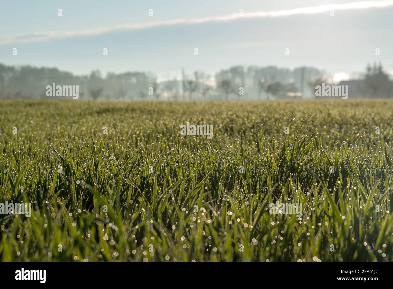 Green stalks of emerging grain with drops of morning dew. Spring in the ...
