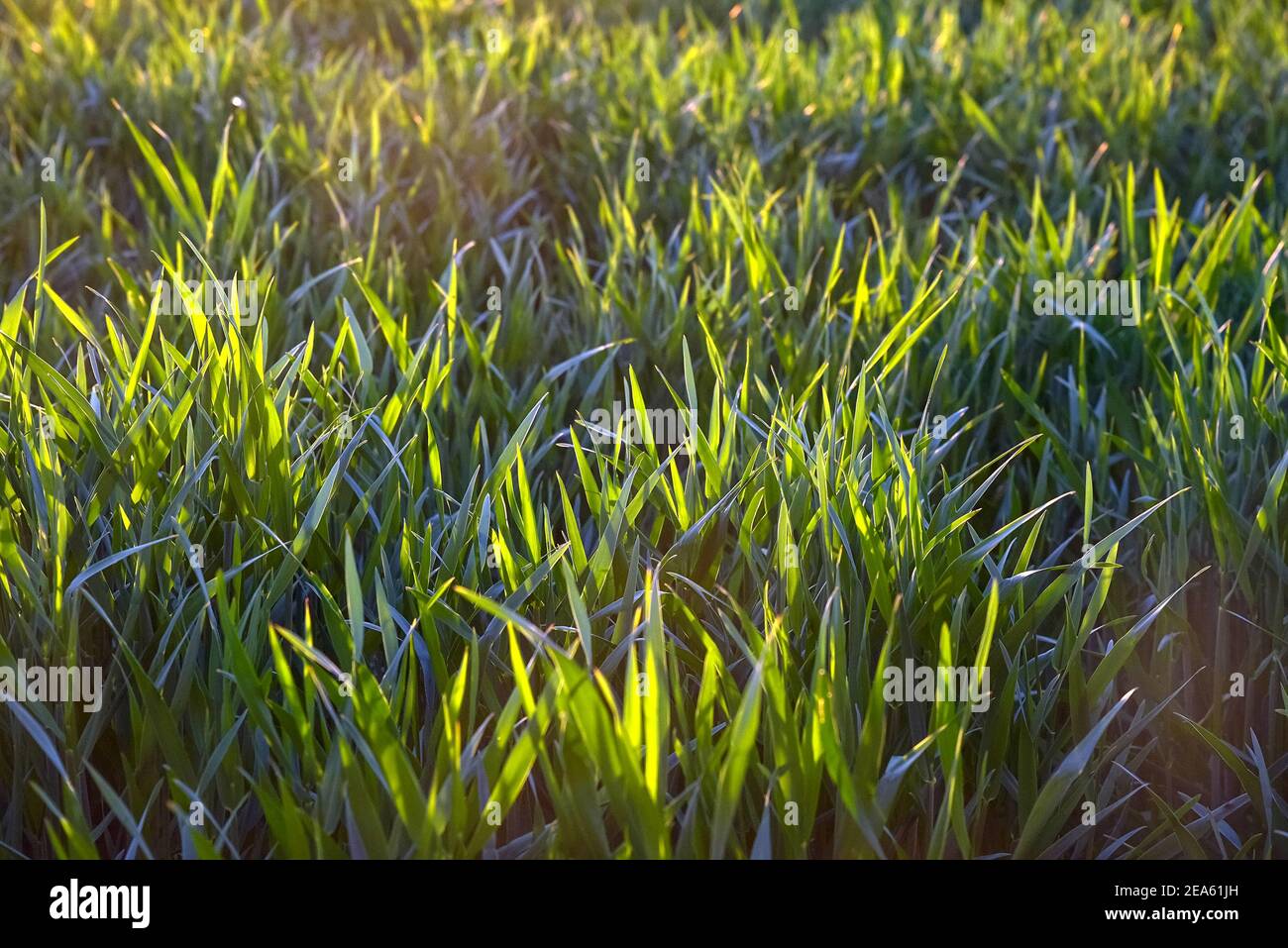 Green stalks of emerging grain with drops of morning dew. Spring in the ...