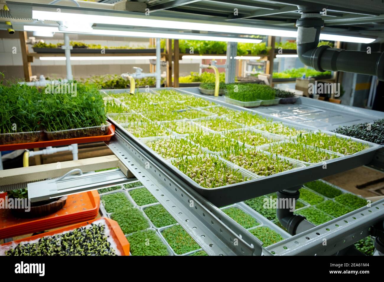 Urban microgreen farm. Eco-friendly small business. Baby leaves ...