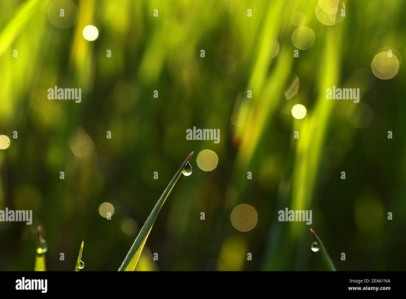 Green stalks of emerging grain with drops of morning dew. Spring in the ...