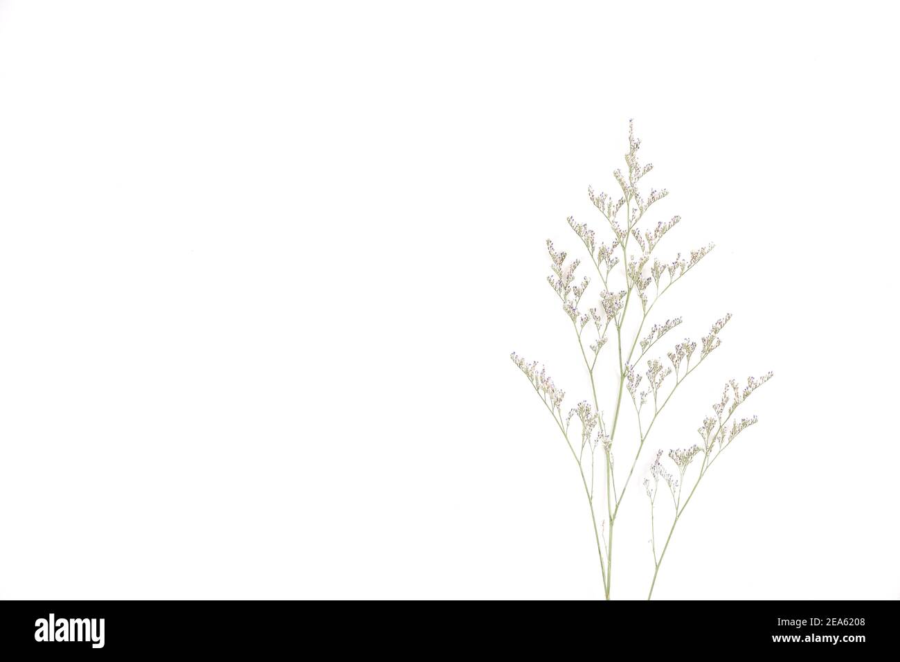 Caspia flower little purple flower plant isolated in white background ...