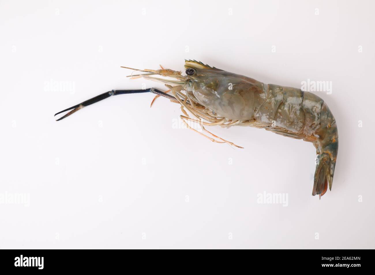 Raw prawn isolated in white baackground Stock Photo - Alamy