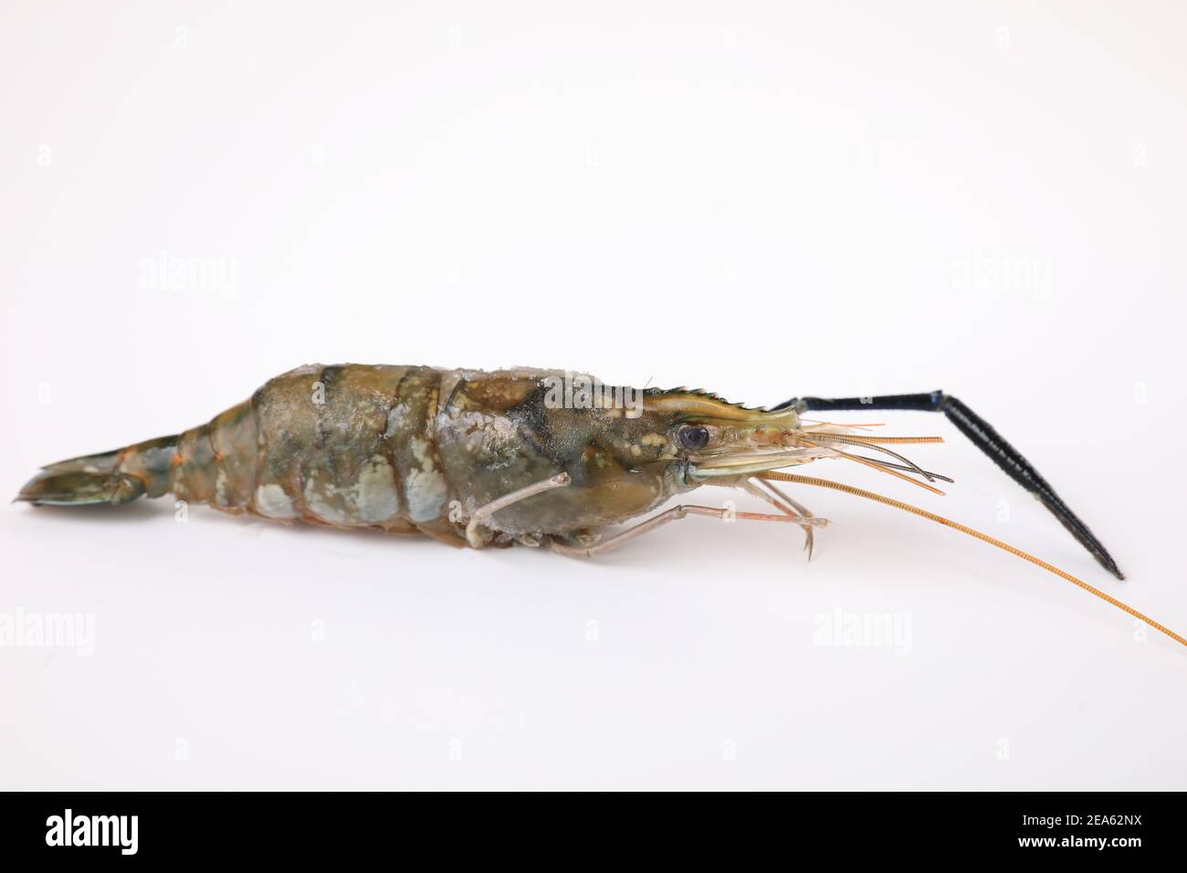 Raw prawn isolated in white baackground Stock Photo - Alamy