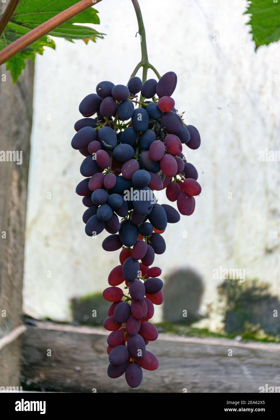picture with a bunch of grapes in a greenhouse, grape growing in a ...