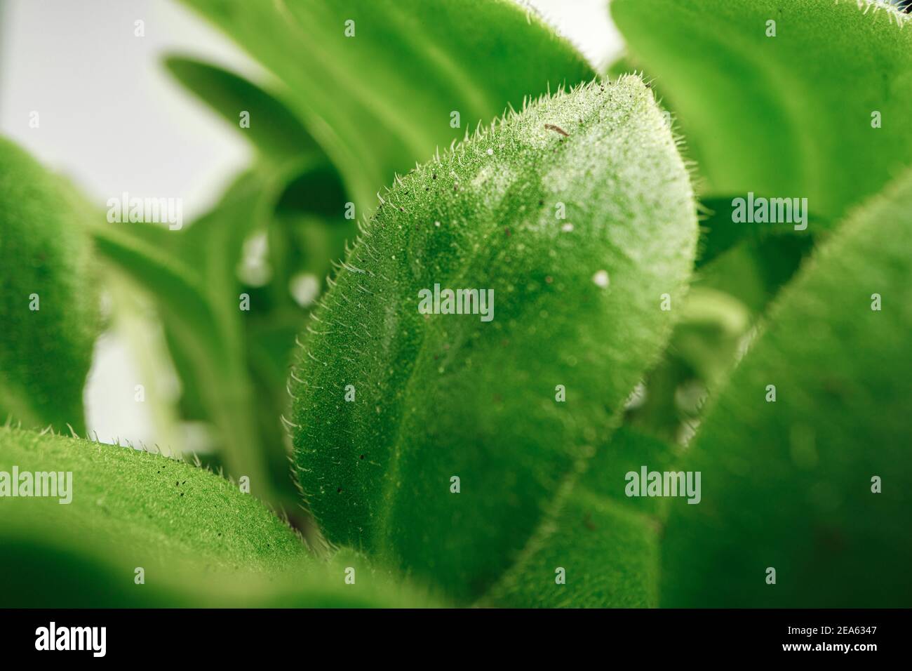 Growing leaves of micro green plant macro Stock Photo - Alamy