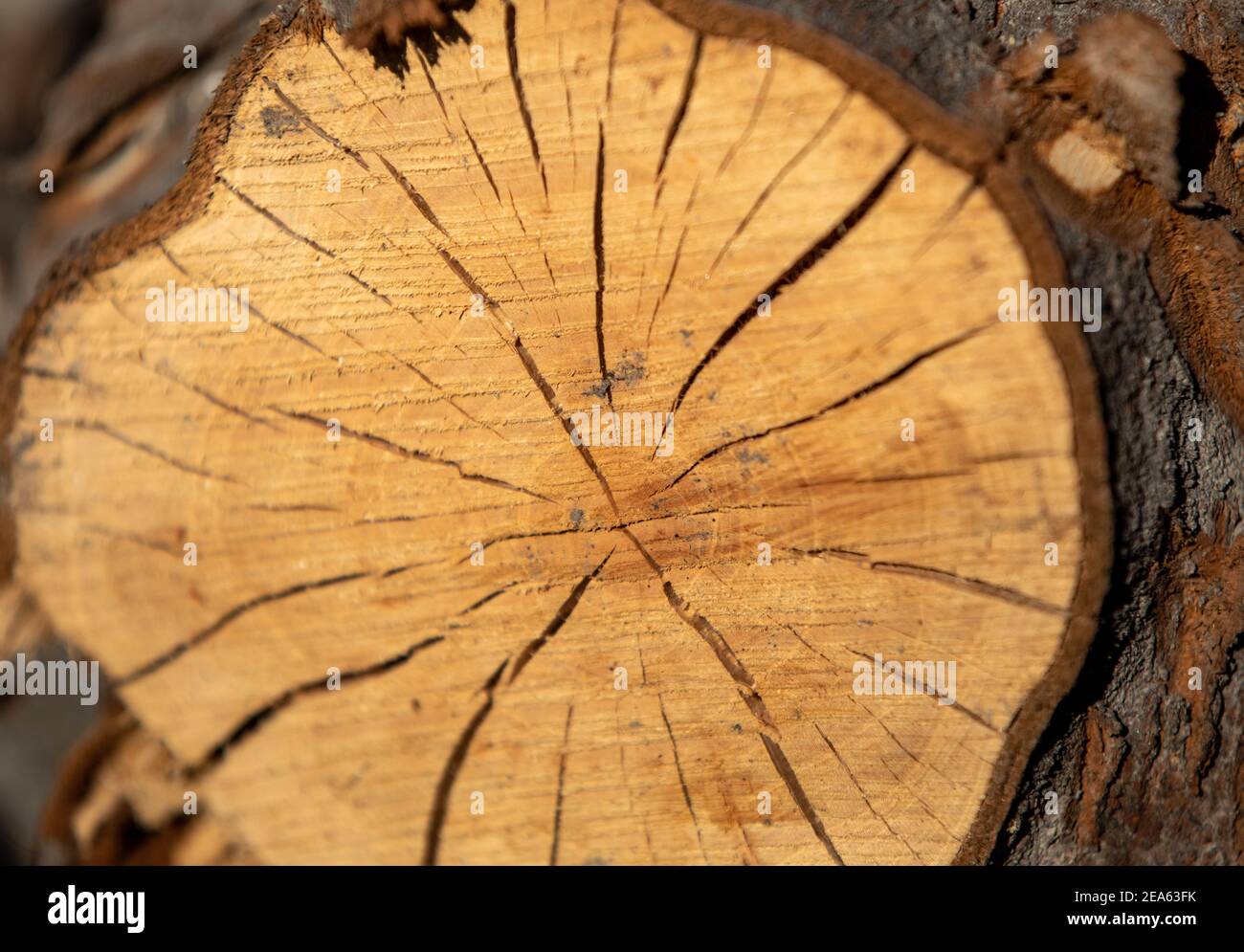Cracked tree trunk cross section as exposed timber shrinks. Deep cracks ...