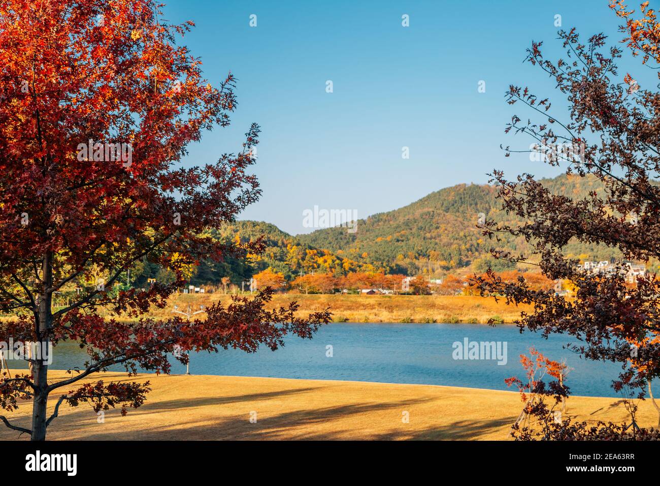Miryang riverside park at autumn in Miryang, Korea Stock Photo - Alamy