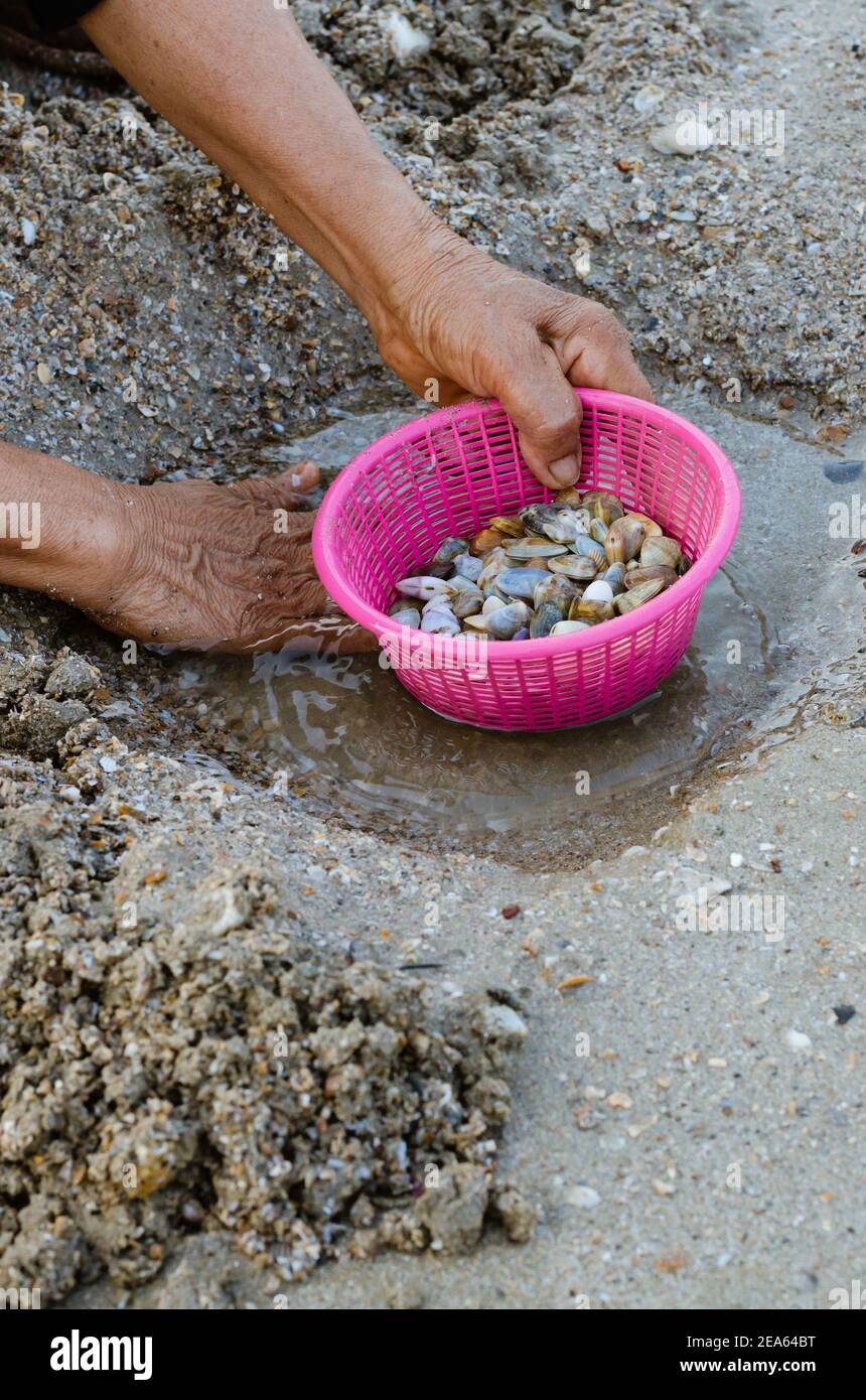 Shellfish digging hi-res stock photography and images - Alamy