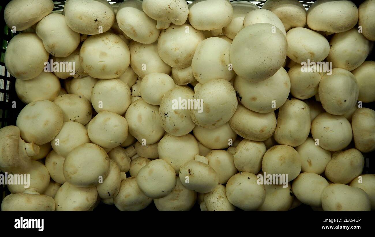 Fresh Raw Paris Mushrooms Just Gathered Detailed Stock Photo - Alamy
