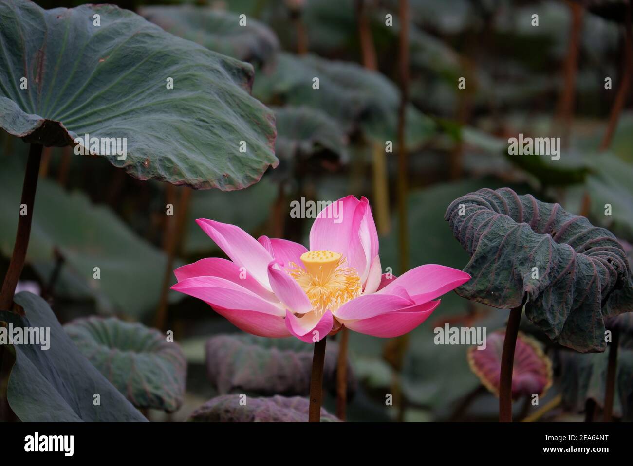 the lotus flower in full bloom and the leaves behind i Stock Photo - Alamy