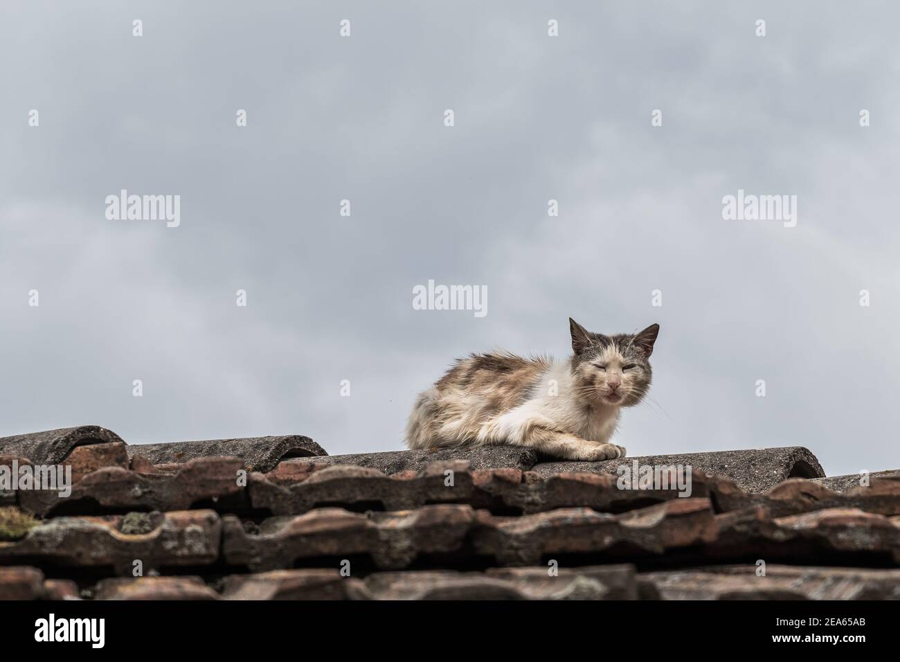 Sad and hungry stray cat on the roof tiles Stock Photo - Alamy