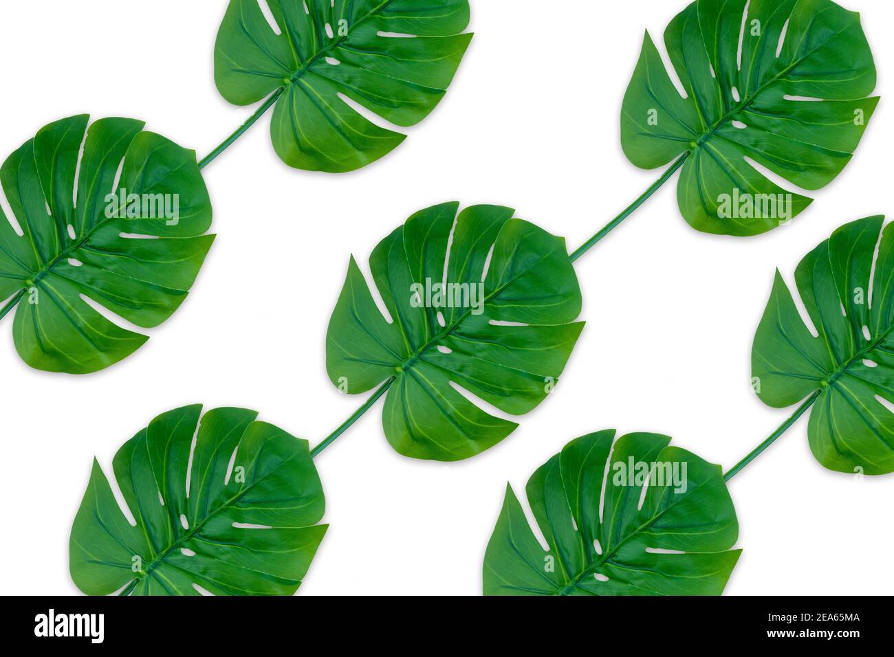 Monstera leaves summer on white background. Copy space concept and top ...