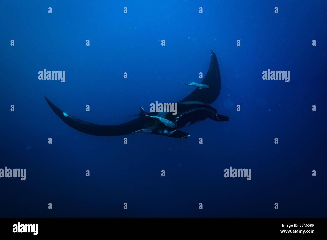 Swimming manta ray photo with two remora fishes attached to the wings ...